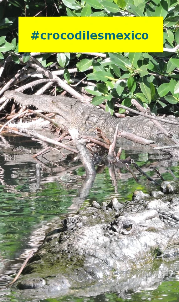 The Biggest Predator of Cancun